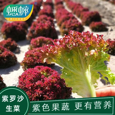 罗莎紫生菜种子紫色蔬菜生菜种籽四季阳台春夏季生菜种孑生吃水培 虎窝淘