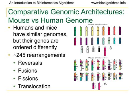 Ppt Greedy Algorithms And Genome Rearrangements Powerpoint