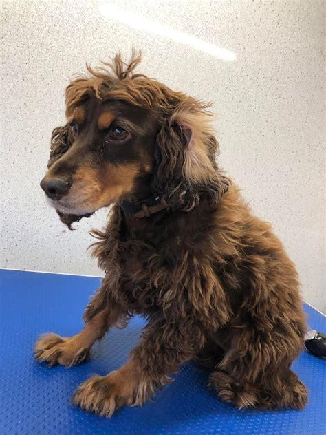 The Lovely Mocha ☕️ 💜 Beforeafter Real Cheshire Wags