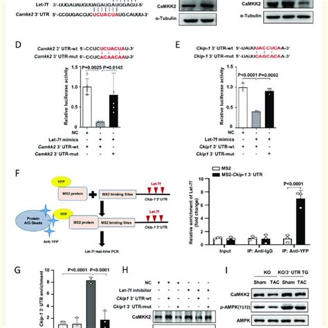 Ckip 1 3 0 Untranslated Region Regulates Camkk2 Protein Levels By Download Scientific Diagram