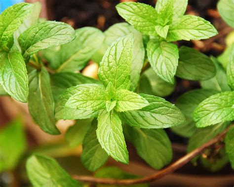 Mint A Healing Burst Of Cool Flavor