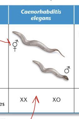 Genetics Sex Linkage Flashcards Quizlet