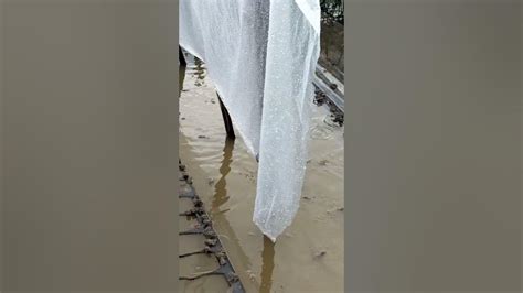 ทำมะชาดบ้านเรา Youtube