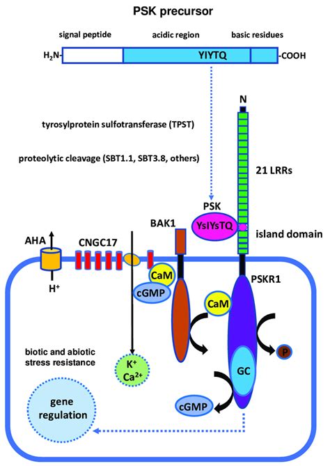 Schematic Model Of Psk Biosynthesis And Signaling Cascade Uncovered In Download Scientific