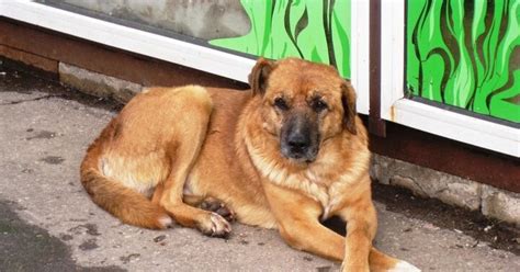 Создать мем чья собака среднеазиатская овчарка бездомные собаки Картинки Meme