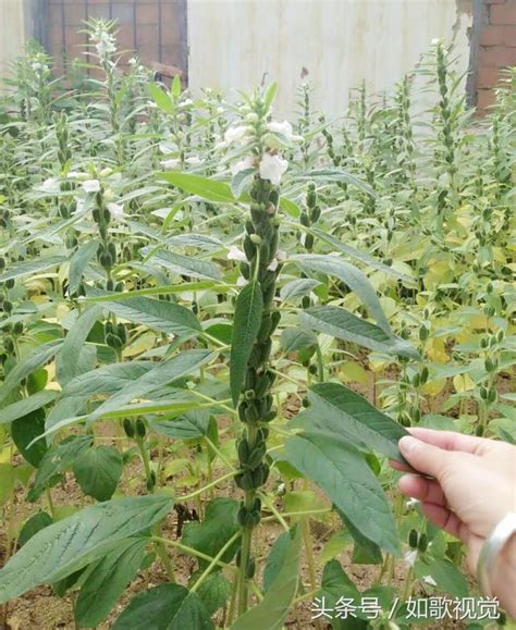 每逢七夕采七朵芝麻花洗頭髮這種風俗你知道有何寓意和作用嗎 每日頭條