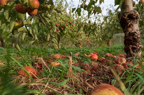 지상 수준 상업 사과 과수원에서 본 타락 한 사과의 얕은 초점 보기 0명에 대한 스톡 사진 및 기타 이미지 0명 가을 건강한 생활방식 Istock