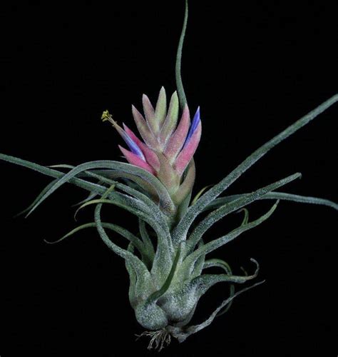 Tillandsia Pruinosa Tropiflora