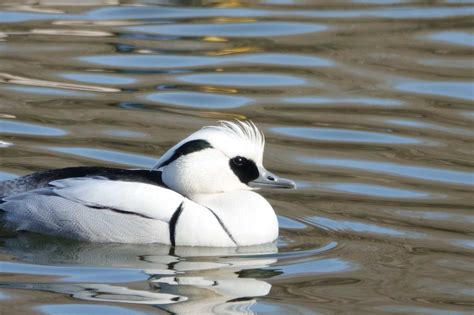 2023年1月9日 月 井頭公園の野鳥観察記録 by とみた ZooPicker
