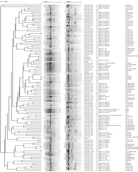 Dendrogram Of Dissimilarity Build Using The Upgma Method Showing The