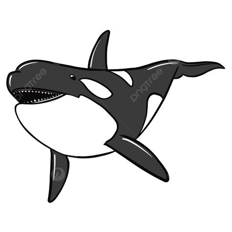 범고래 범고래 페스카도 범고래 벡터 Png 일러스트 및 벡터 에 대한 무료 다운로드 Pngtree