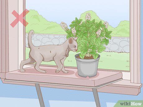 How To Grow Catnip 11 Steps With Pictures WikiHow How To Grow Catnip 11 Steps With Pictures WikiHow