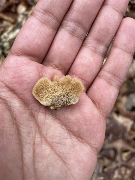 Differentiating Violet Toothed Toothed Polypore And Mossy Maze Polypore