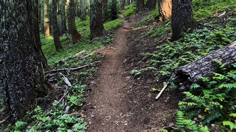 HIKING 4K Crescent Mountain Trail Finishing Old Growth Lower Segment Of Willamette National
