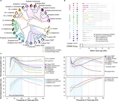 Incomplete Lineage Sorting Introgression Events And Demographic