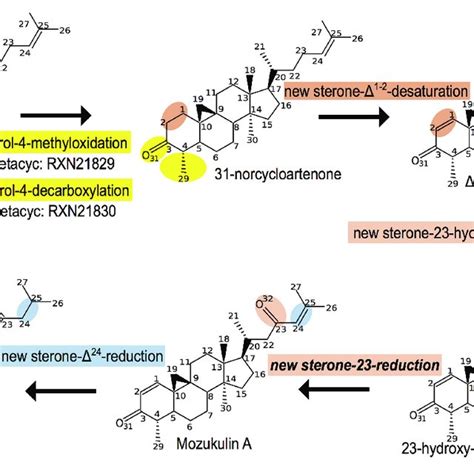 General Model For Sterol Biosynthesis In Brown Algae The Model Was