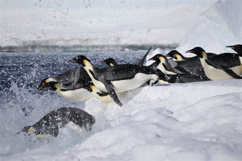 얼음 위의 곰 가족 펭귄의 시원한 입수더위 날리는 극지 사진들 Zdnet Korea