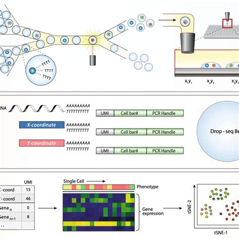 A High Throughput Platform For Linked Optical Phenotype And Gene