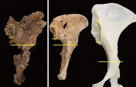 Ardipithecus Fossils