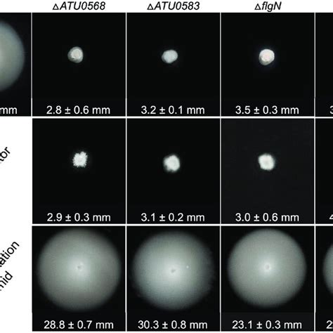 In Frame Deletions And Complementation Experiments Of The Four Genes