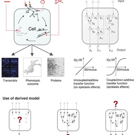 Breast Cancer Cells As A Multiple Inputmultiple Output System To