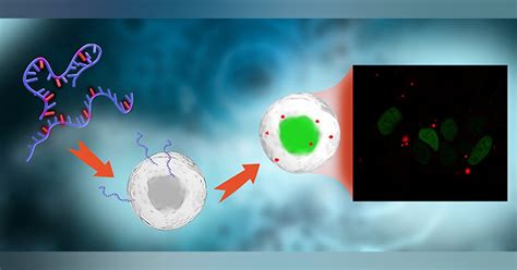 Fluorescence Allows More Efficient Tracking Of Rna Mrna Laser Focus World