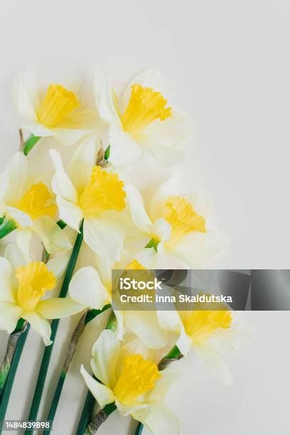 밝은 노란색 배경에 노란색 수선화 의 아름 다운 꽃입니다 0명에 대한 스톡 사진 및 기타 이미지 0명 4월 개체 그룹 Istock