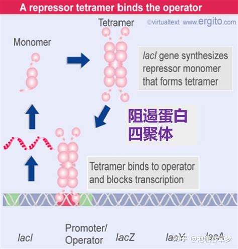 深入浅出原核基因表达调控乳糖操纵子色氨酸操纵子 知乎
