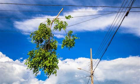 Understanding The Danger Of Power Lines Near Trees