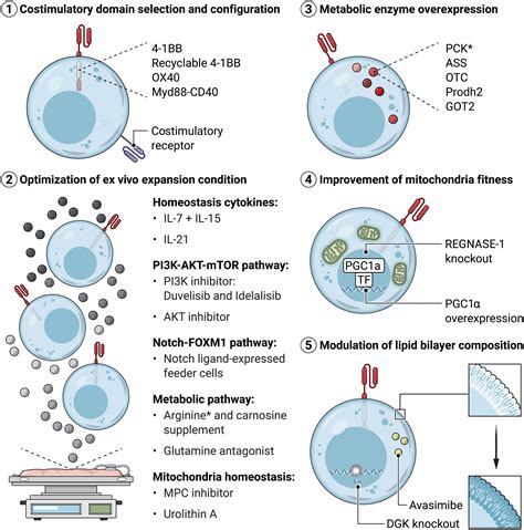 Car T Cell Diagram