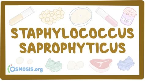 Staphylococcus Saprophyticus Colony Morphology