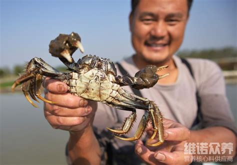 大闸蟹用什么饲料养的，大闸蟹养殖饲料配方 知乎