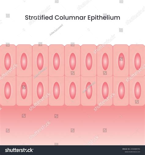 Columnar Epithelial Tissue