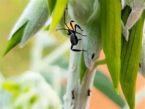 Mictis Profana Nymph Ausemade