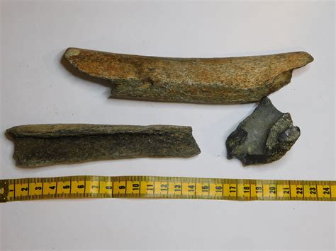 Bone Fragments Member Collections The Fossil Forum