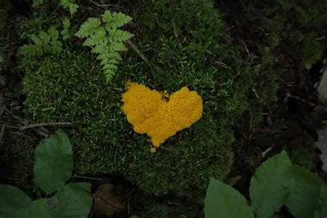 무료 이미지 숲 녹색 대자연 심장 노랑 버섯 황야 초목 잎 자연 환 경 생체 밀림 식물학 이끼 유기체 잔디 비 혈관 육상 식물 적응 열대