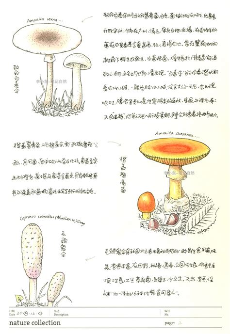 蘑菇菌类的自然笔记 笔记自然 自然笔记