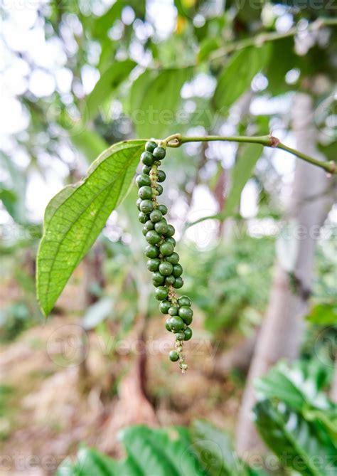 Close Up Of Black Pepper Plant Planted In A Small Garden Black Pepper