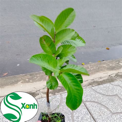 Cây Ổi Ruby Ruột Đỏ Không Hạt Cây Ra Trái Sớm