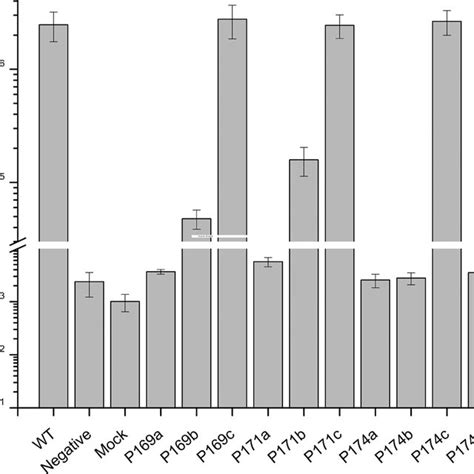 Nipah Virus Niv Replication And Genome Organization A Nipah Virus