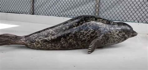A Seal Moves On Land By Galumphing Boing Boing