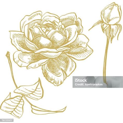 장미 손으로 그린 꽃 세트 일러스트 식물 그림입니다 빈티지 약초 스케치 세트 잉크 손으로 그린 의료 허브와 식물 스케치 가시에 대한 스톡 벡터 아트 및 기타 이미지 Istock