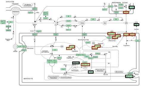 The Scheme Of Cholesterol Metabolism 14 A Brown Frame Indicates The