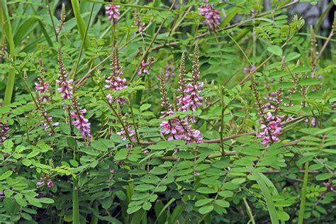 価格 コマツナギ 駒繋 花は下から咲き上がる実は正に豆真っ直ぐ細い円筒形で熟すと茶褐色 デジタル一眼カメラ