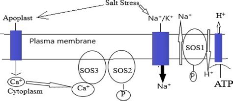 Salt Overly Sensitive Sos Stress Signaling Pathways That Lead To Download Scientific Diagram