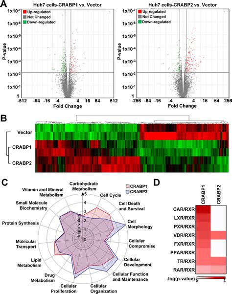 Transcriptome Analysis Reveals The Cell Biology Governed By Crabp1 And