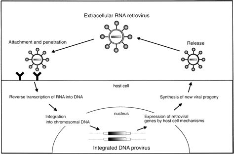 The Exogenous Retrovirus Replication Cycle Download Scientific Diagram