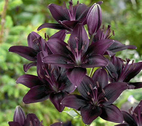 The Different Types Of Lilies Flowers At Janie Gigliotti Blog