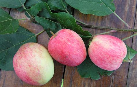 Описание сортов яблок летние осенние зимние лучшие названия характеристики фото