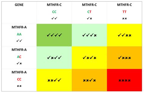 Individuals With Two Copies Of 677c 677cc Have The Most Common Genotype 677tt Individuals
